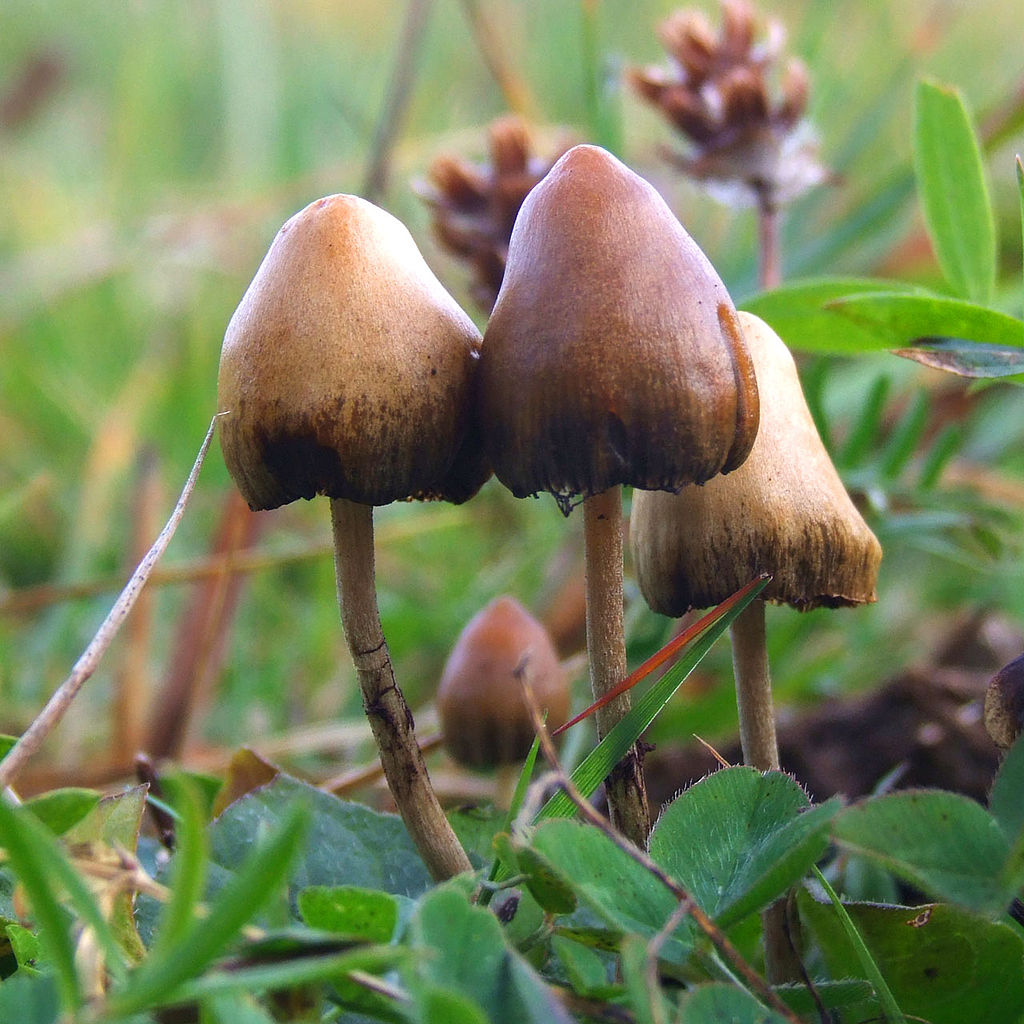 Numinus Announces Phase 1 Clinical Trial of Psilocybin Mushroom Extraction